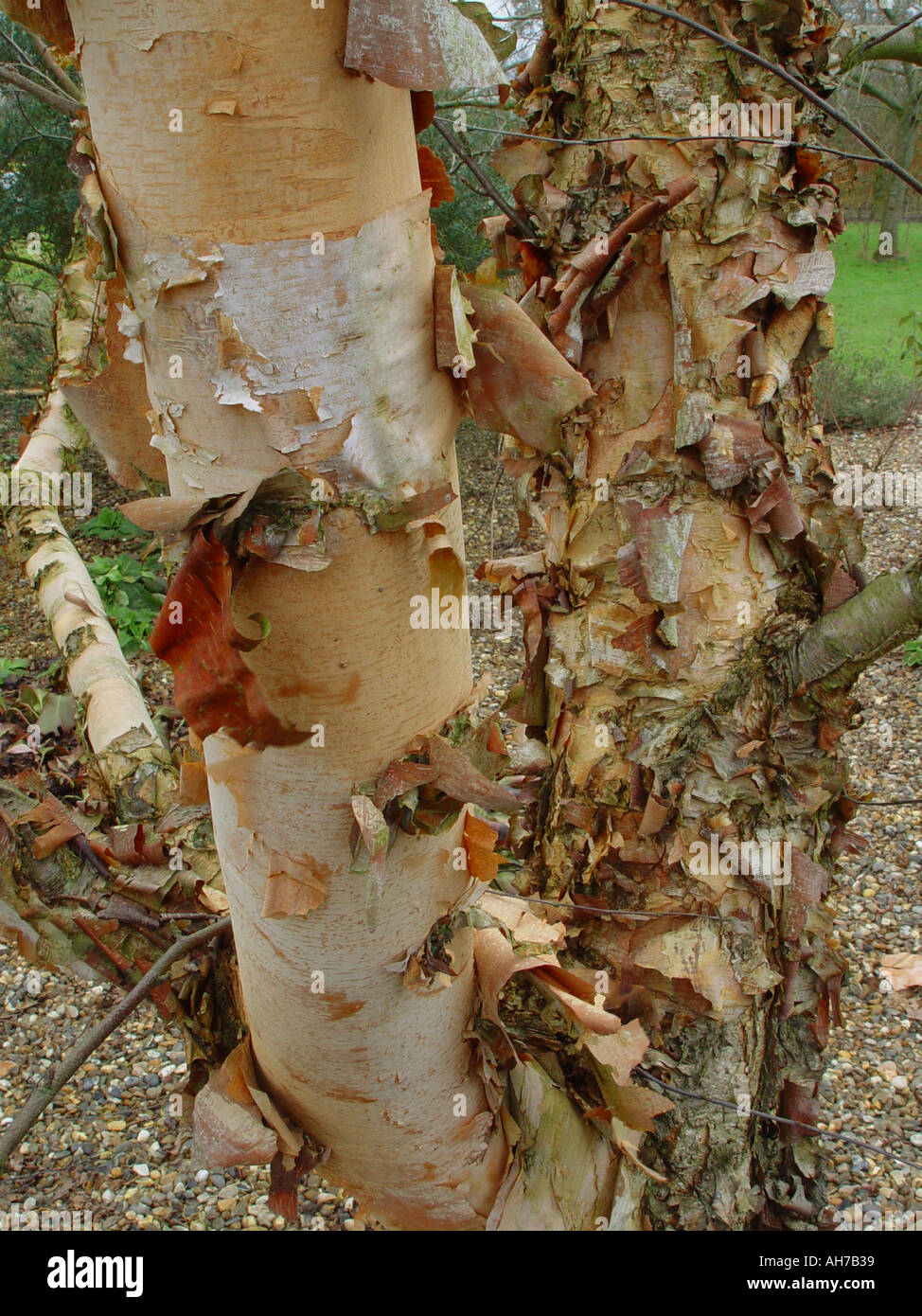 Betula nigra The River Birch Peeling bark Stock Photo - Alamy