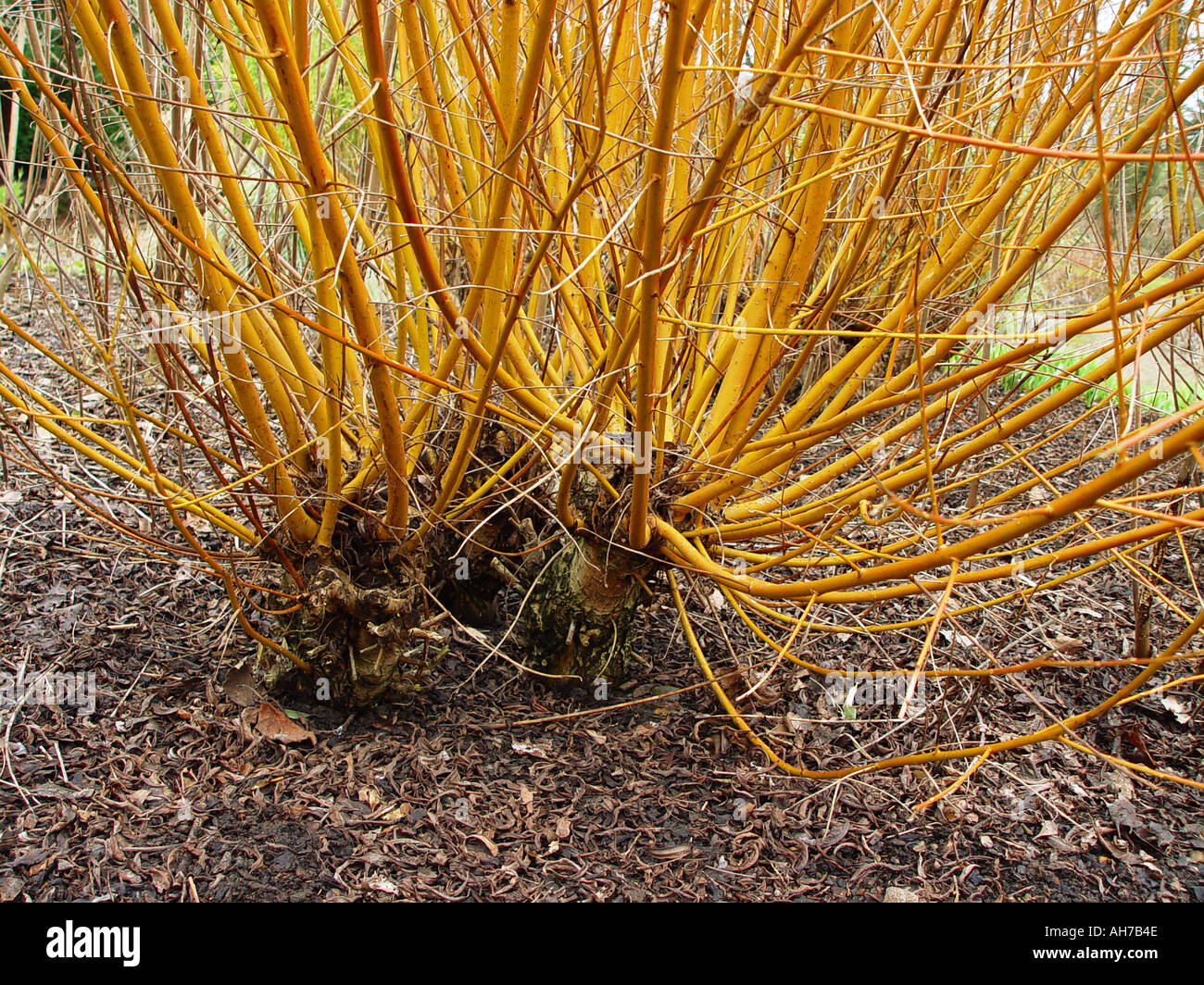 Salix Alba Bark Stock Photos & Salix Alba Bark Stock Images - Alamy