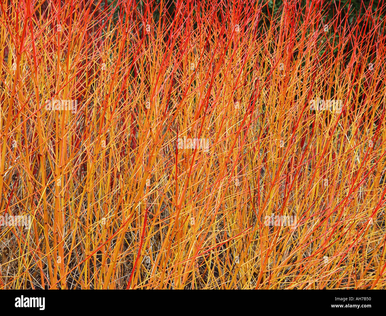 Cornus sanguinea Midwinter Fire Magic Flame Dogwood Stock Photo - Alamy