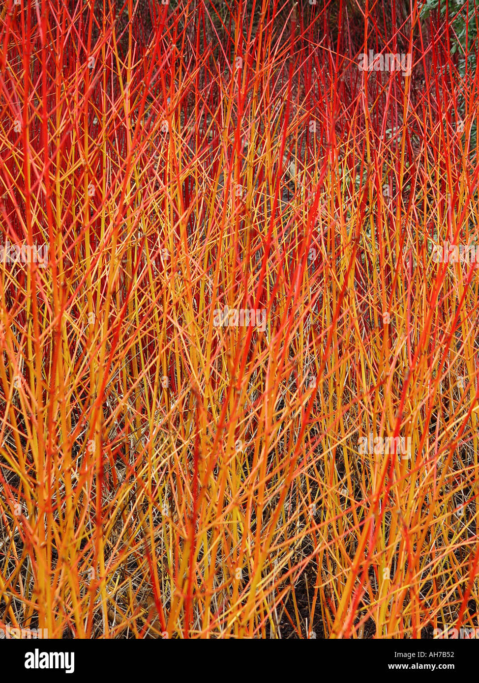 Cornus magic flame hi-res stock photography and images - Alamy