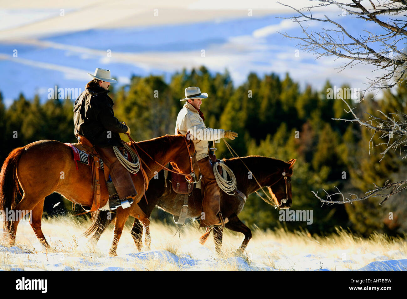 Brown horse sitting in snow hi-res stock photography and images - Alamy