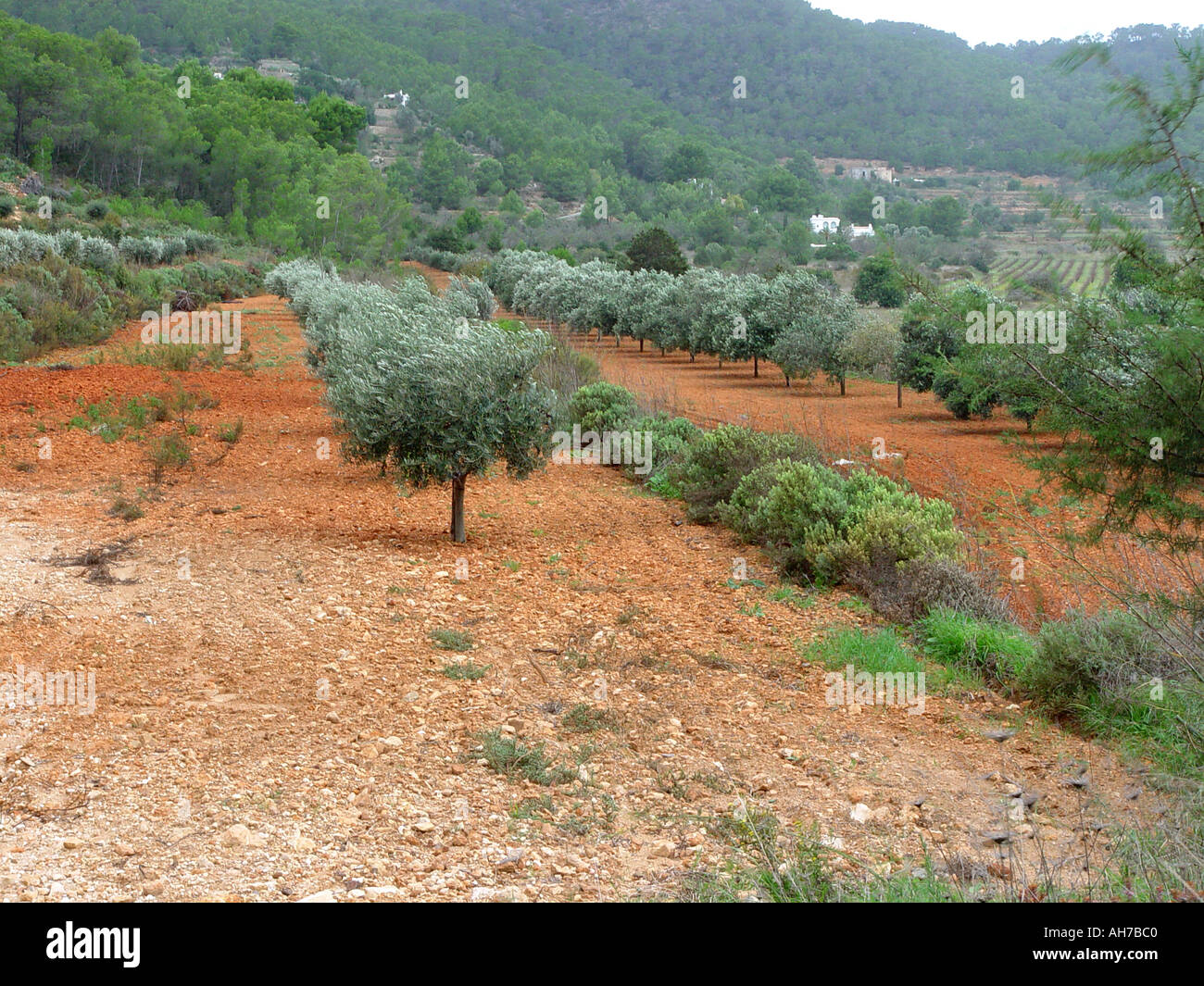 Grove of Olive Trees in Balearic island of Ibiza Spain Stock Photo - Alamy