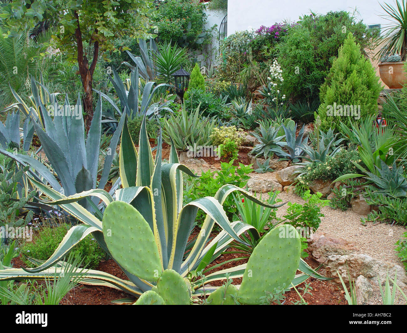 Ibiza cactus hi-res stock photography and images - Alamy