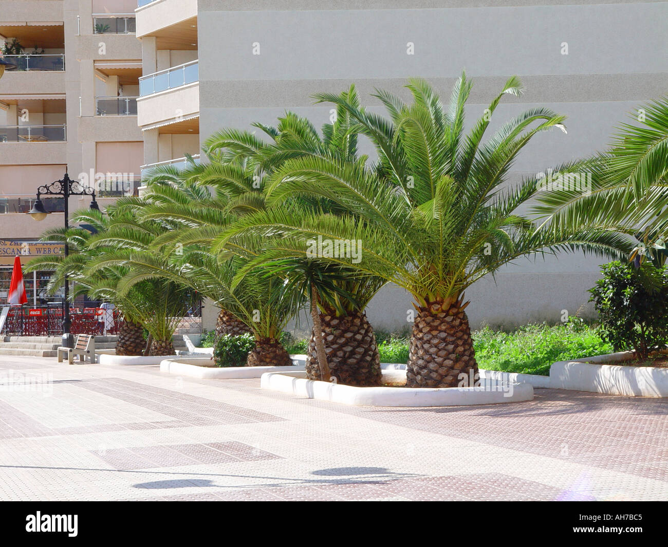 Palm trees on the mediterranean Balearic Island of Ibiza Spain Stock ...
