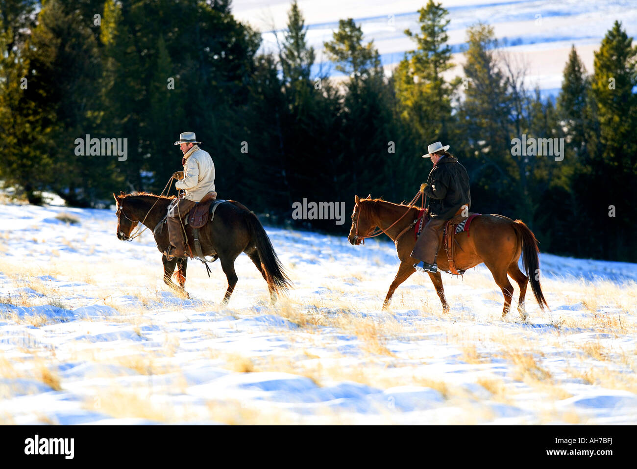 Brown horse sitting in snow hi-res stock photography and images - Alamy
