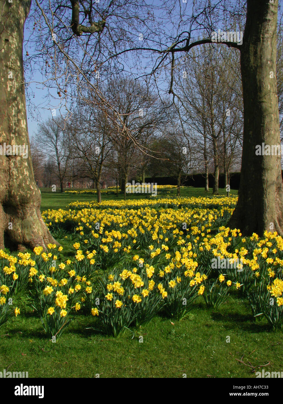 Daffodils in The Regent s Park London UK in the Spring Stock Photo - Alamy