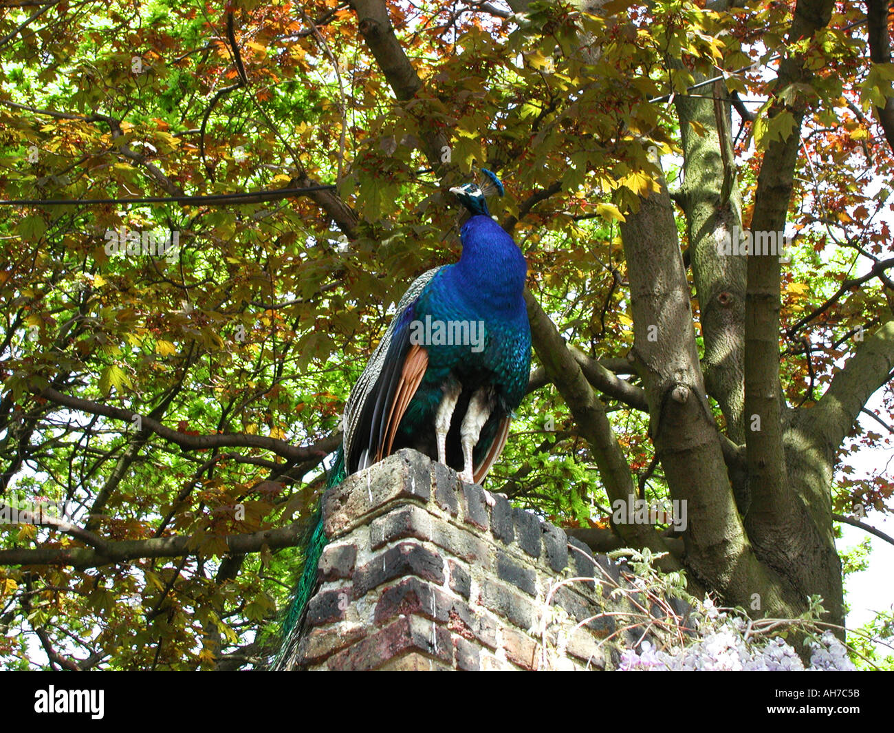 Peacock in Holland Park London UK Stock Photo - Alamy