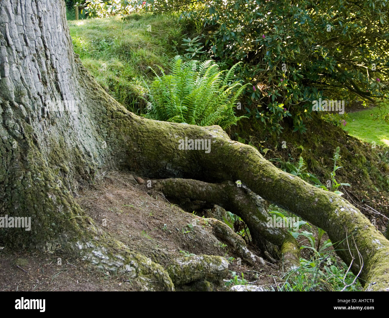 Forest tree roots Stock Photo - Alamy