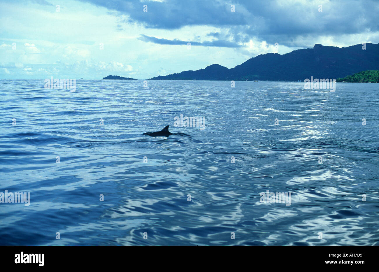 Dolphin in Sainte Anne marine national park Mahe in background ...