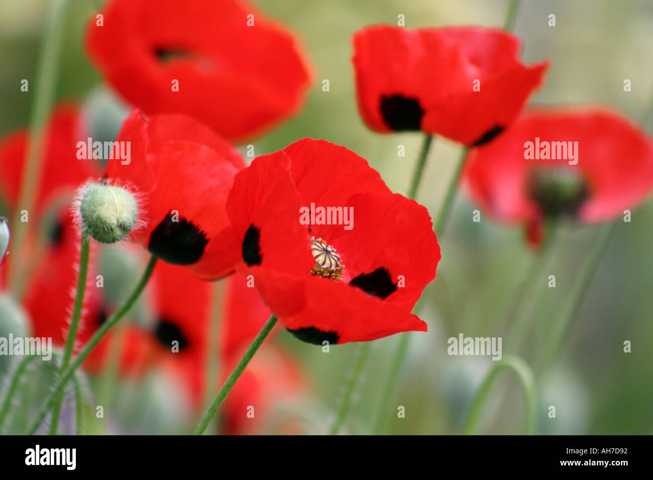 Birds eye poppy Stock Photo - Alamy