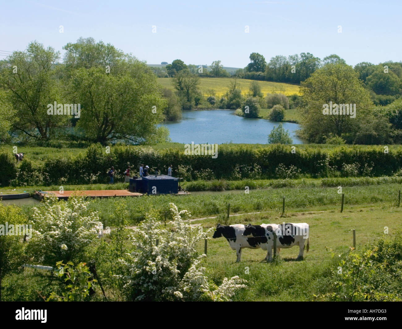 Friesen cattle and Wilton Water alongside the Kennet and Avon canal at ...