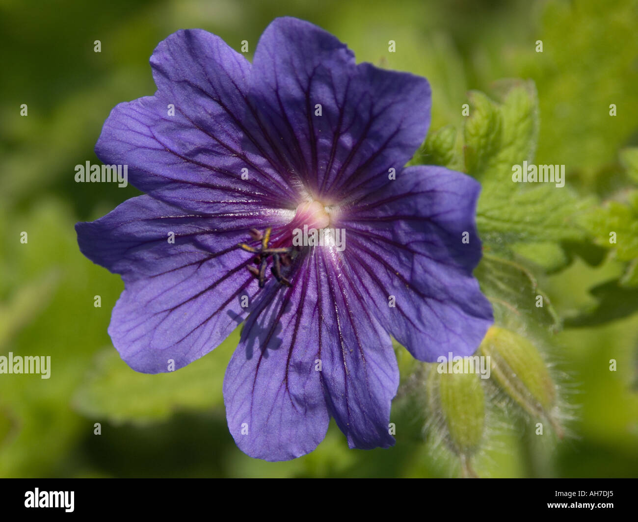 Geranium shaped leaves hi-res stock photography and images - Alamy
