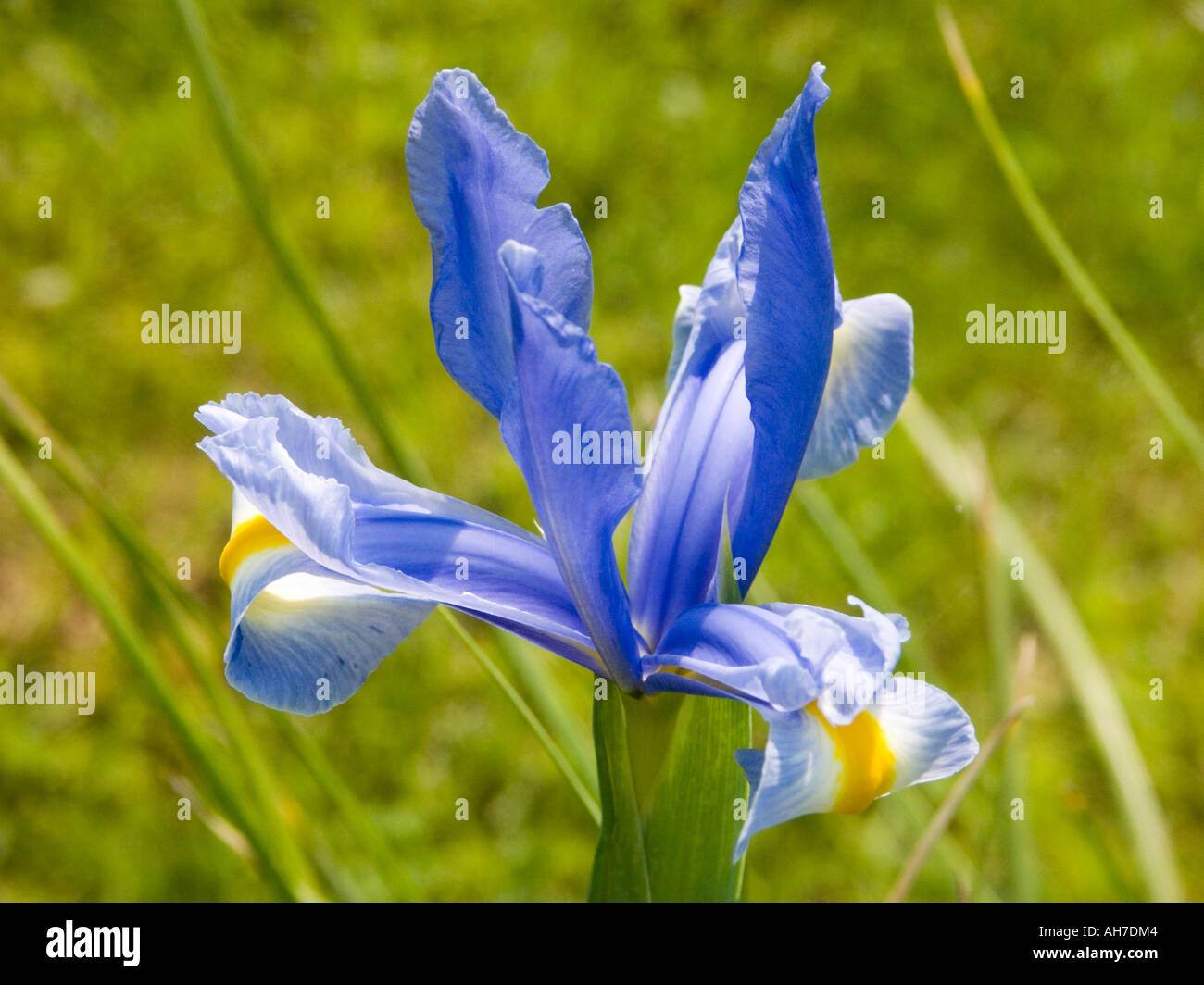 Single iris flower hi-res stock photography and images - Alamy
