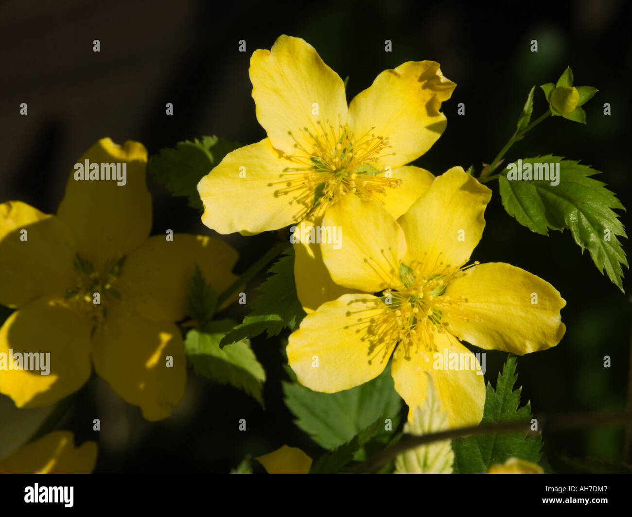 Kerria Japonica flowers Stock Photo - Alamy