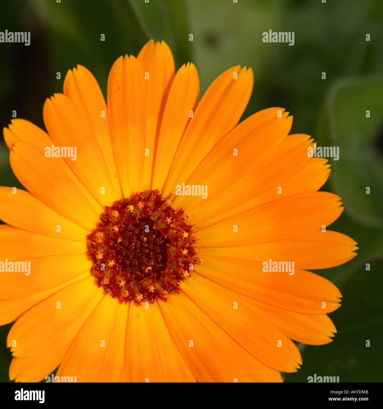 Close up of a single orange pot marigold flower (Calendula officinalis ...