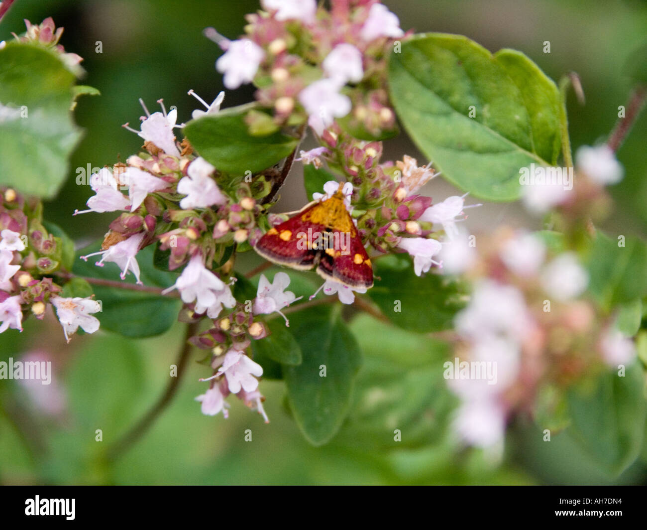 Pyrausta Purpuralis (purpurmott, mint moth) moth on flowering thyme ...