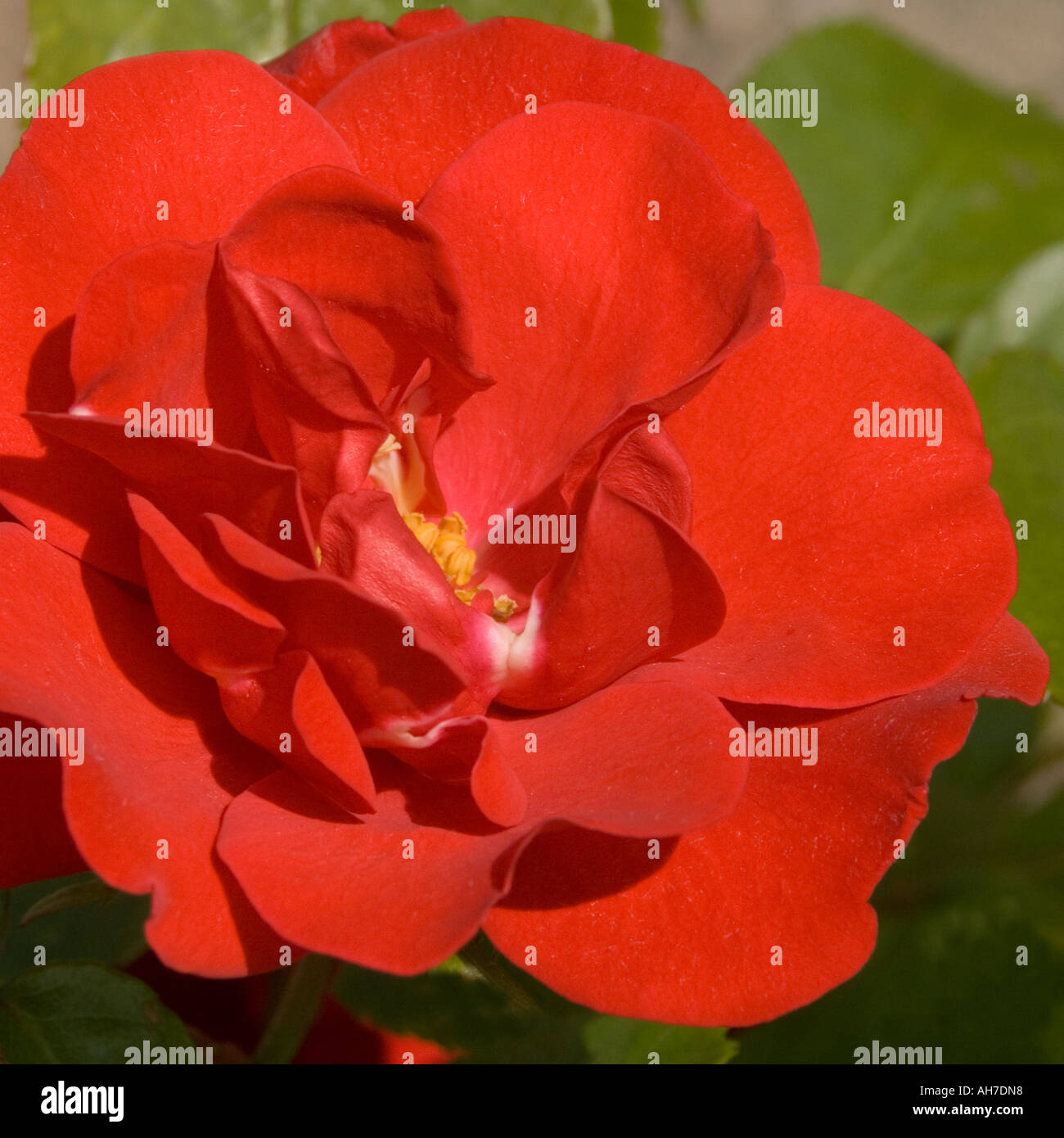 Open red hi-res stock photography and images - Alamy