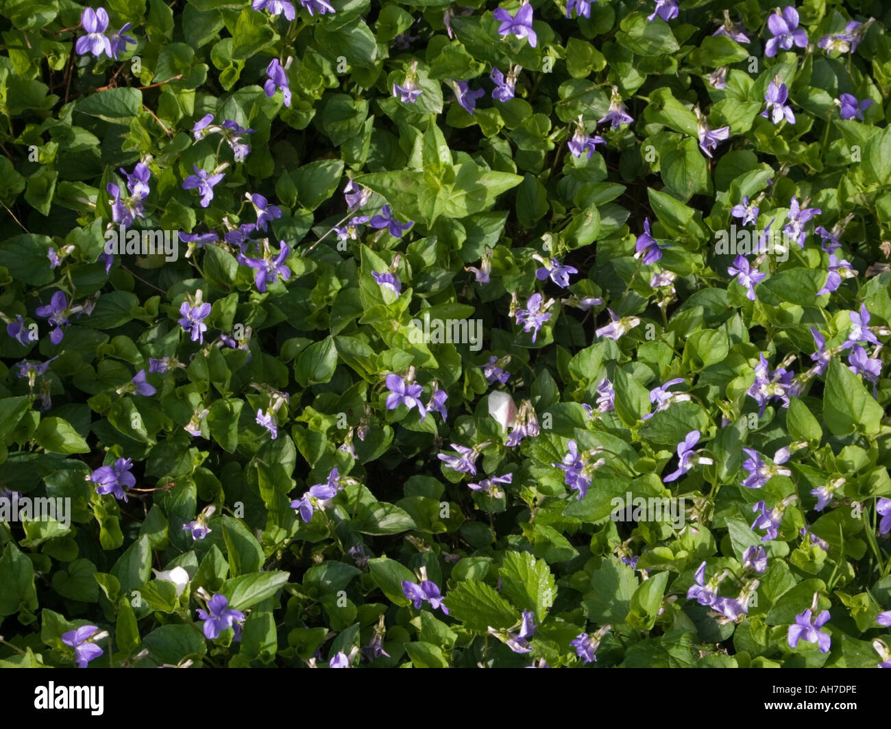 Massed Common Dog Violets (viola riviniana) pictured from above ...