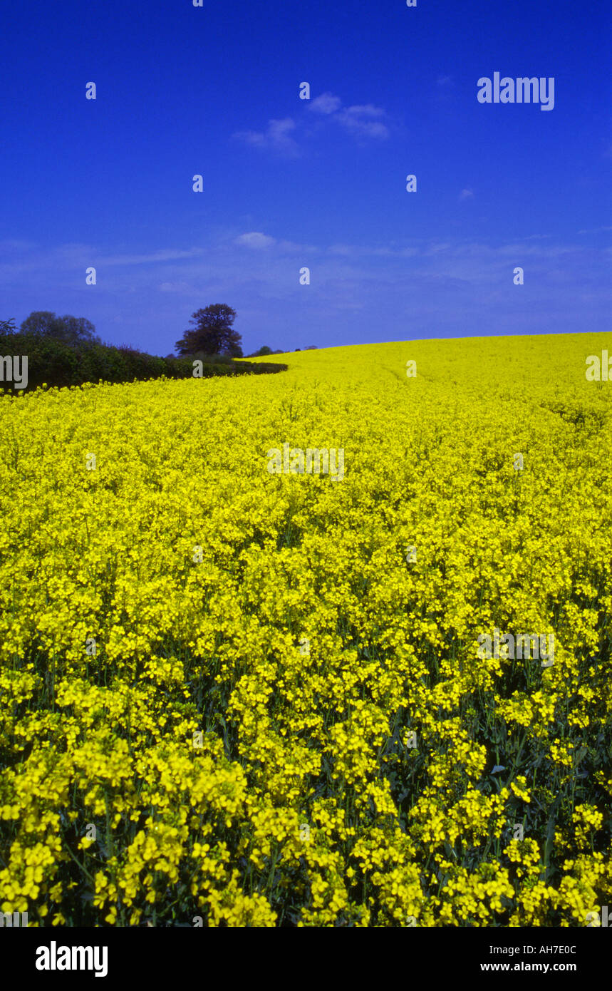 Rapeseed Field Shropshire England UK Europe Stock Photo - Alamy