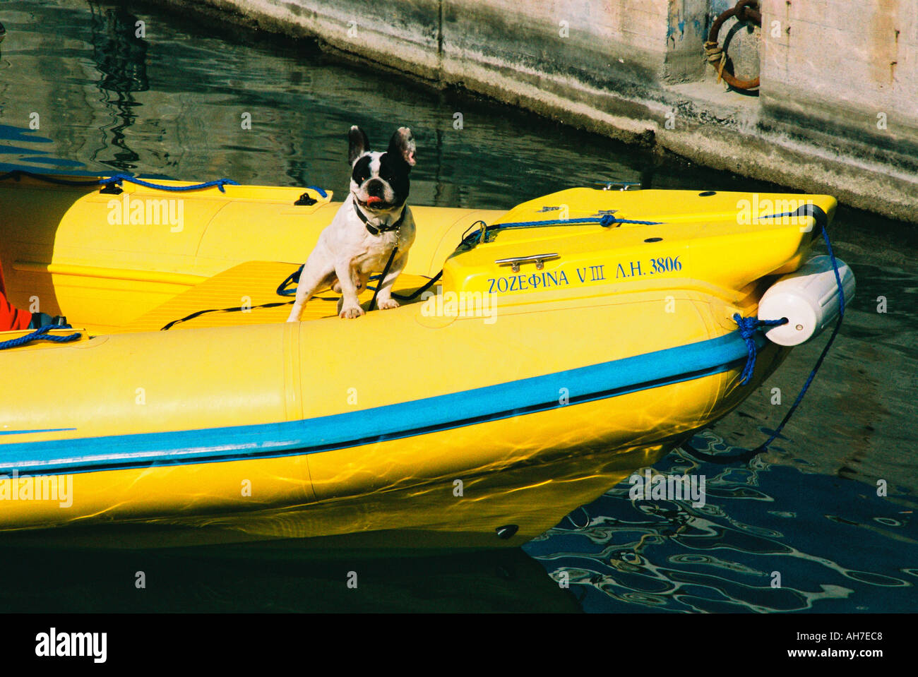 Captain dog hi-res stock photography and images - Alamy