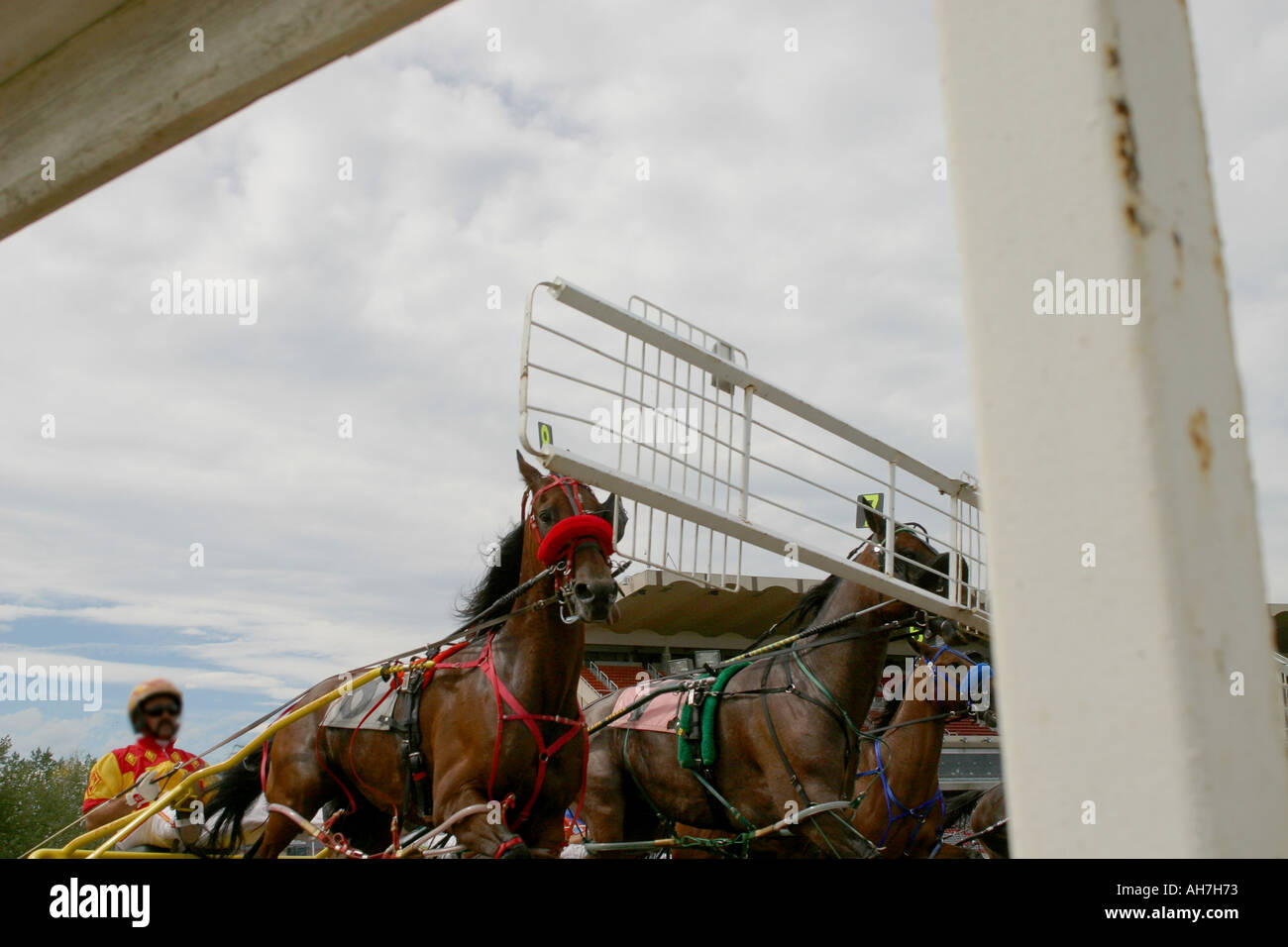 Standardbred trotters hi-res stock photography and images - Alamy