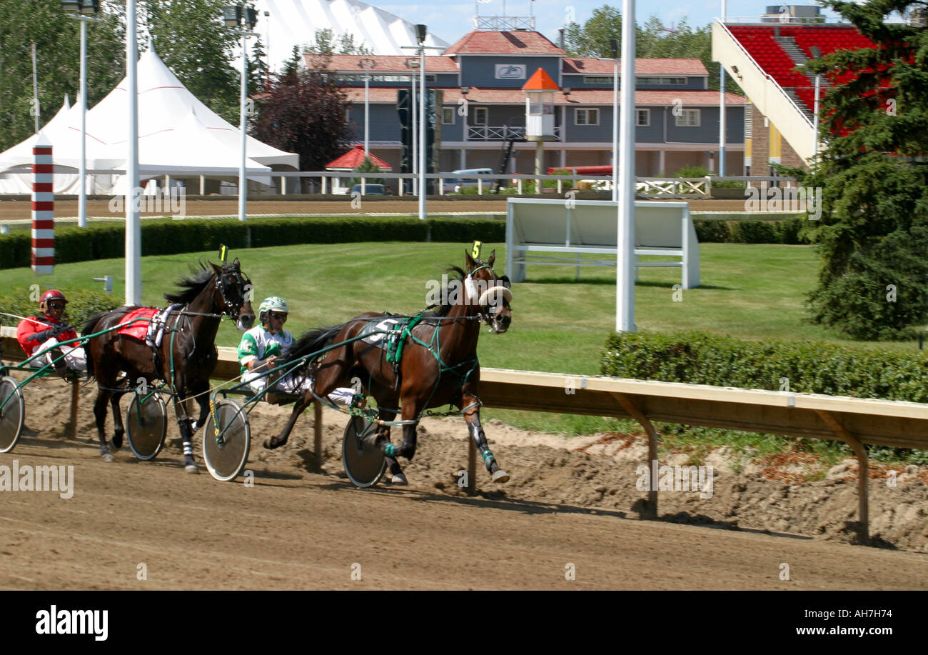Standardbred pacer hi-res stock photography and images - Alamy