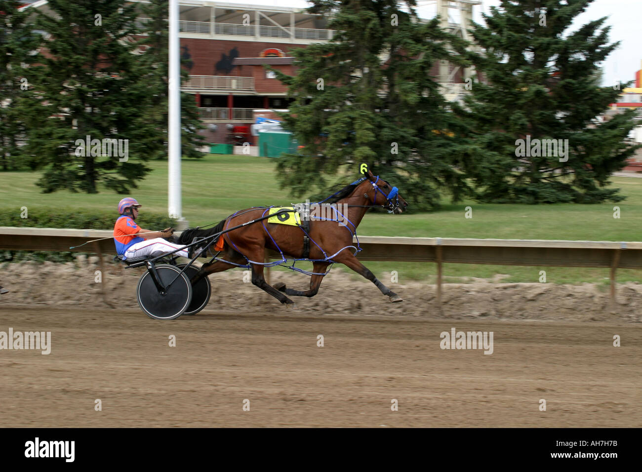Standardbred horses hi-res stock photography and images - Alamy
