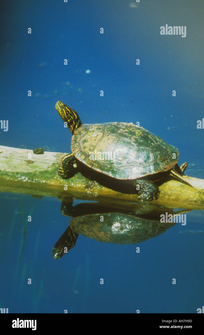 Eastern Painted Turtle resting on a floating log of wood Stock Photo ...