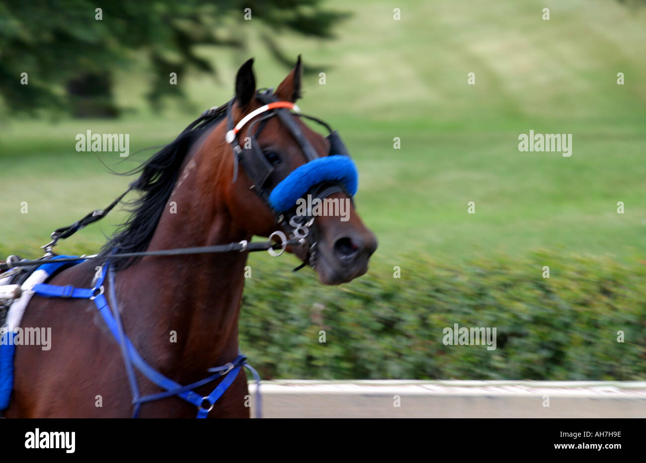 Jughead hi-res stock photography and images - Alamy