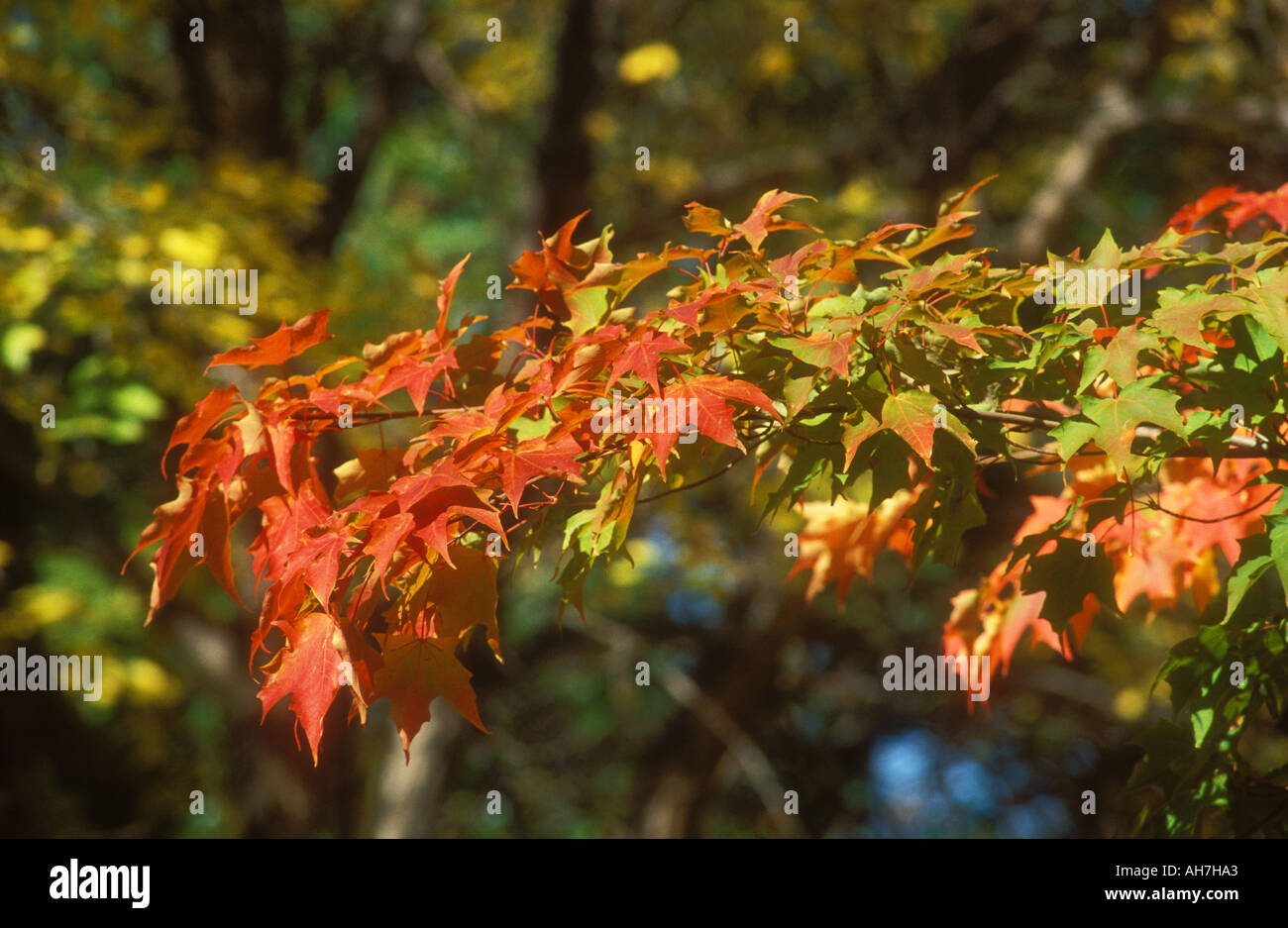 Maple Leaves in full Fall colors in woodland Stock Photo - Alamy