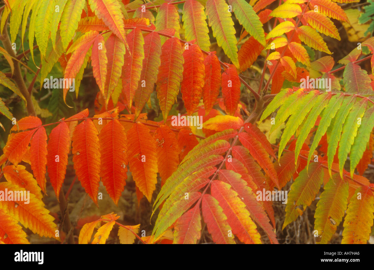 Staghorn Sumac Leaves in full Fall colors Stock Photo - Alamy