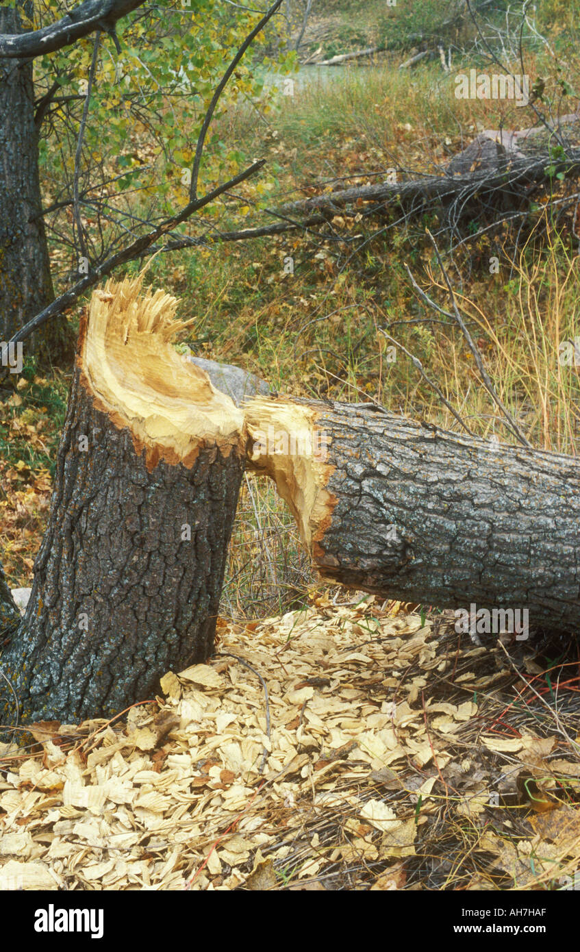 American Beaver damage to a tree Stock Photo - Alamy