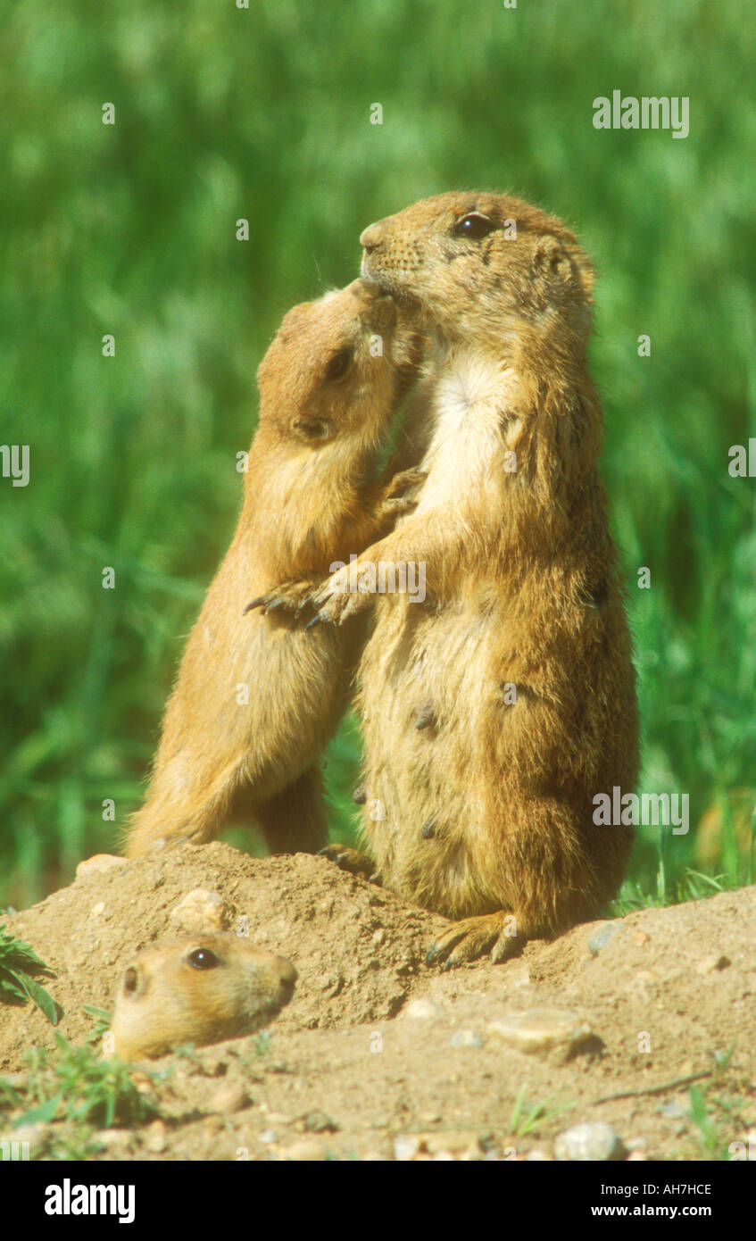Black tailed Prairie Dog family group Stock Photo - Alamy
