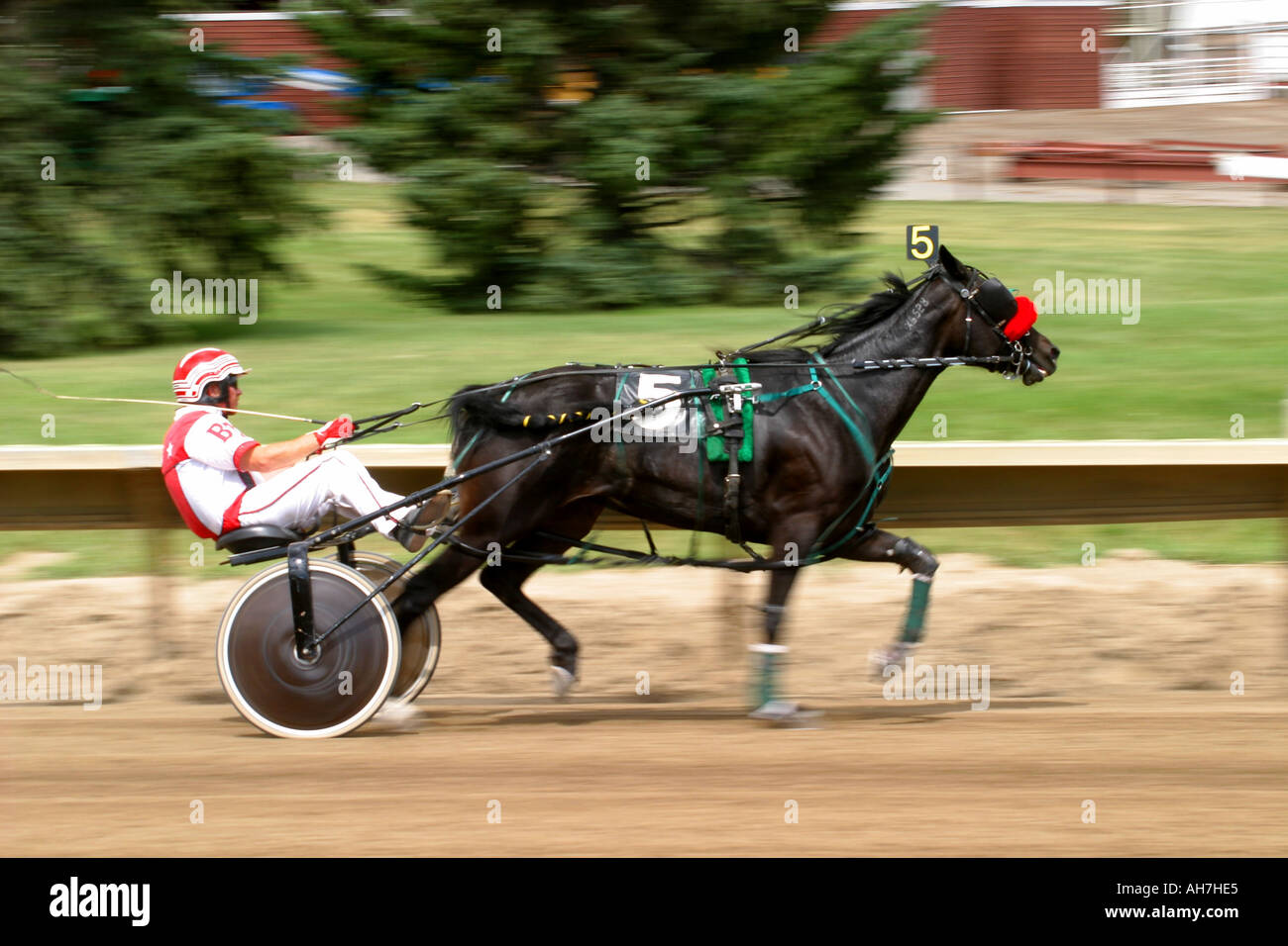 Standardbred hi-res stock photography and images - Alamy