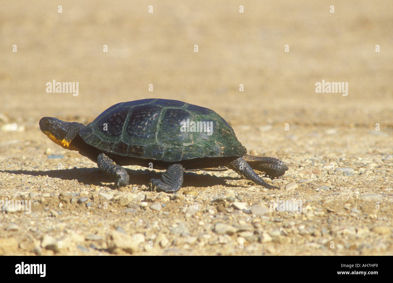 Blanding s Turtle walking fast across open ground Stock Photo - Alamy