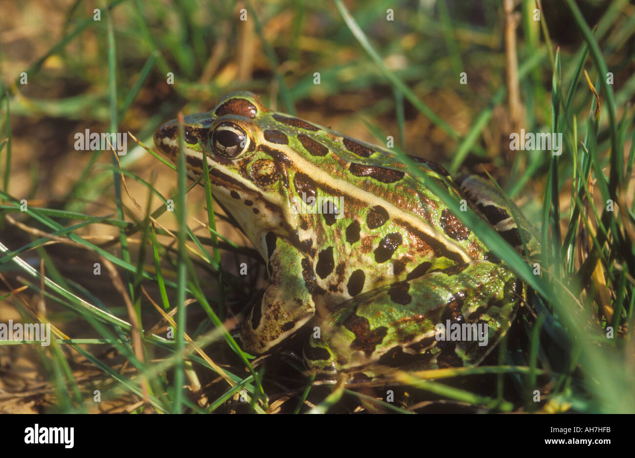 Northern Leopard Frog Stock Photo - Alamy
