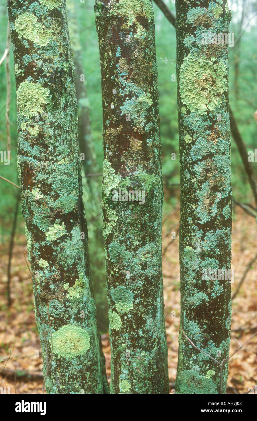 Three tree trunks covered in lichen Stock Photo - Alamy