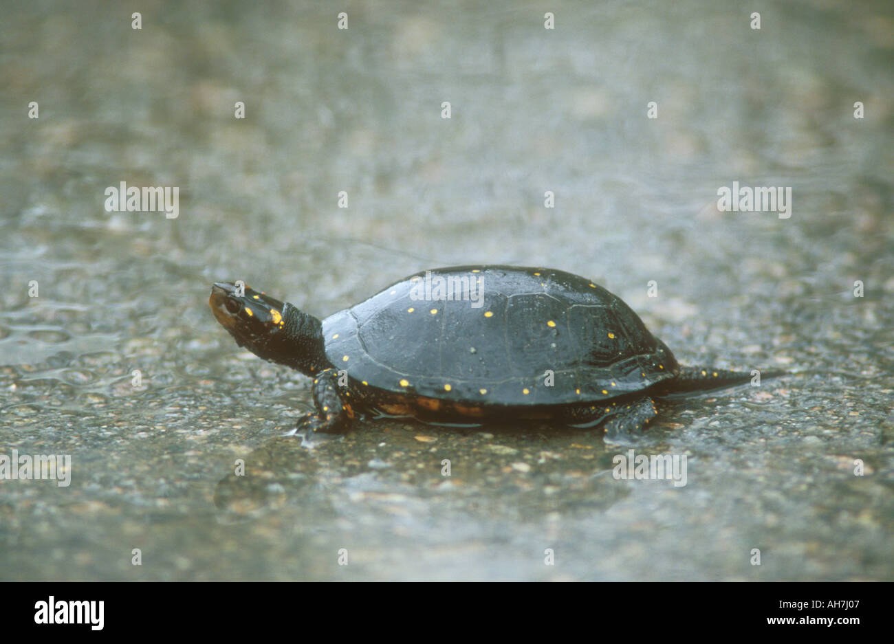 Spotted Turtle crossing road in rain Stock Photo - Alamy