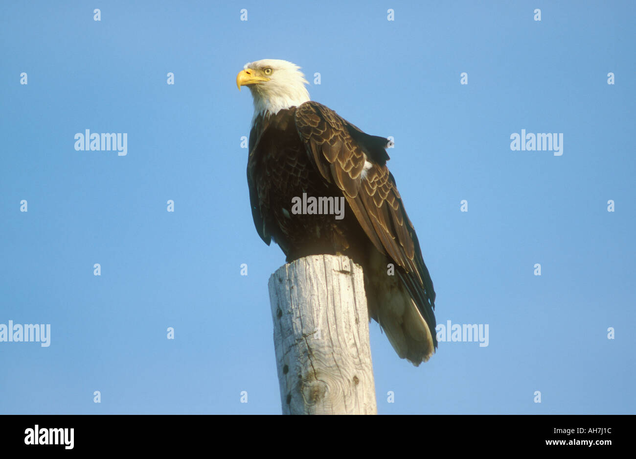 Bald Eagle about to fly Stock Photo - Alamy