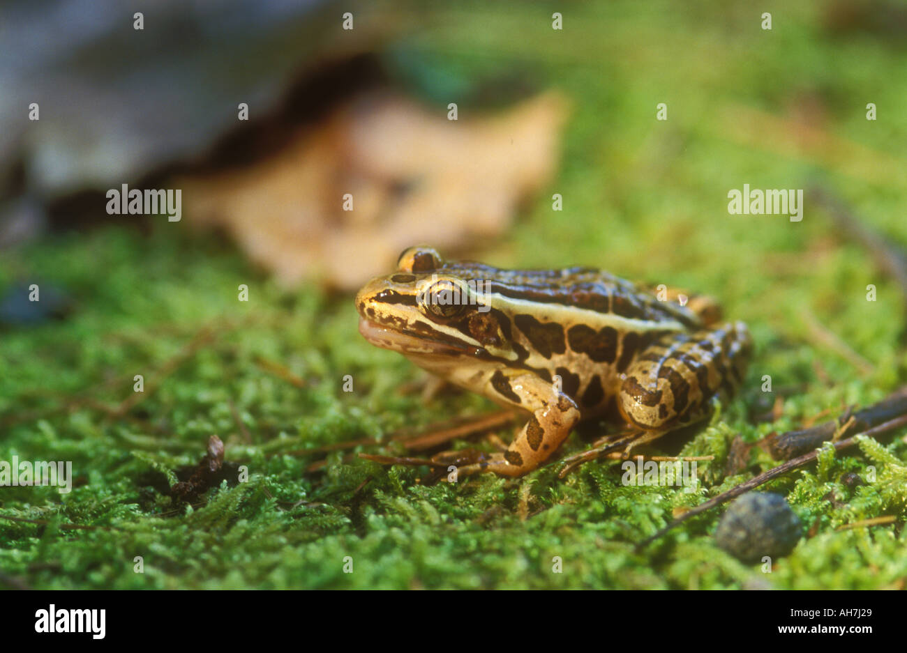 Northern Leopard Frog Stock Photo - Alamy
