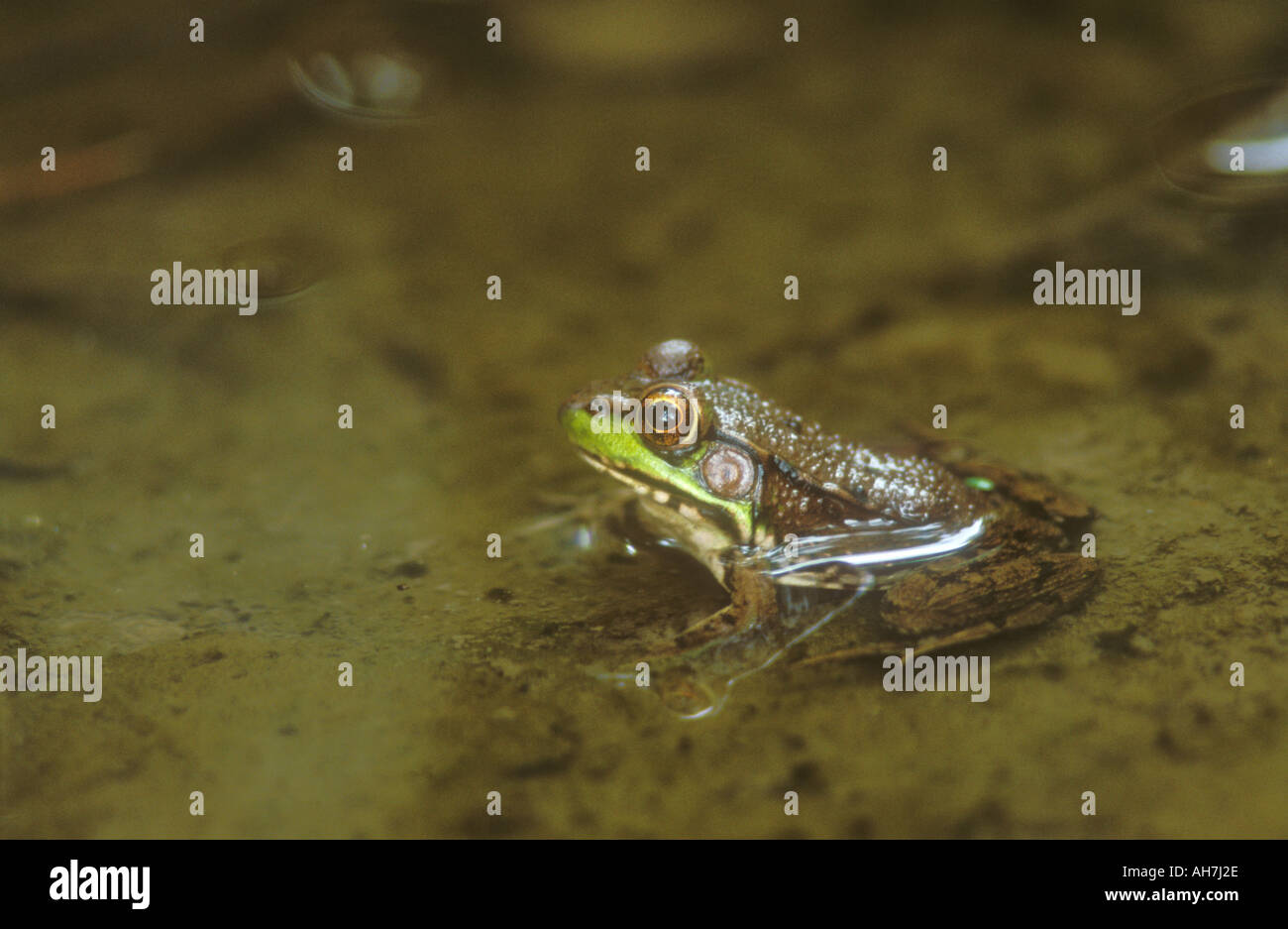 Northern Green Frog sitting in water Stock Photo - Alamy