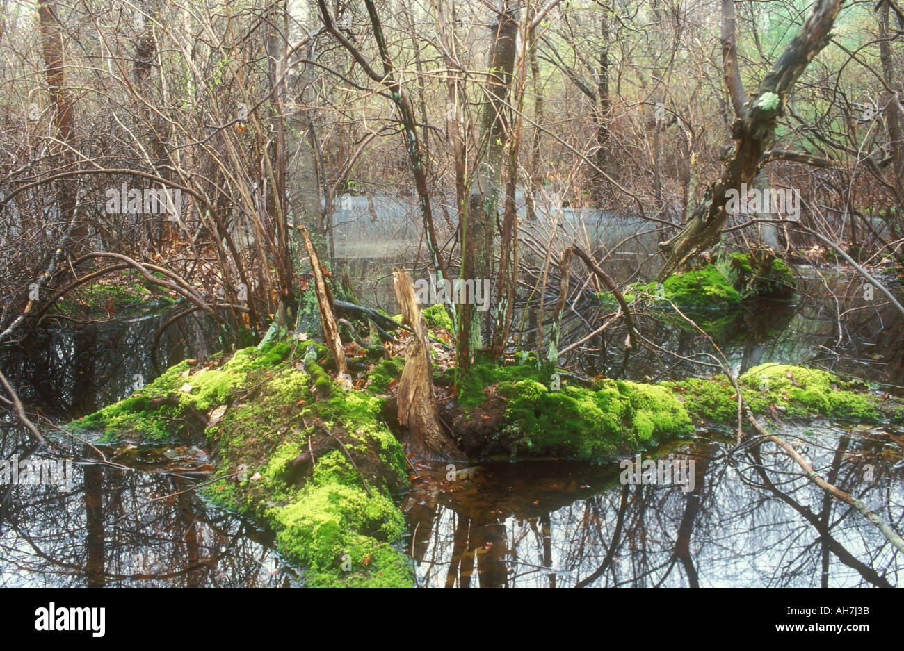 Woodland Swamp in New Hampshire Stock Photo - Alamy
