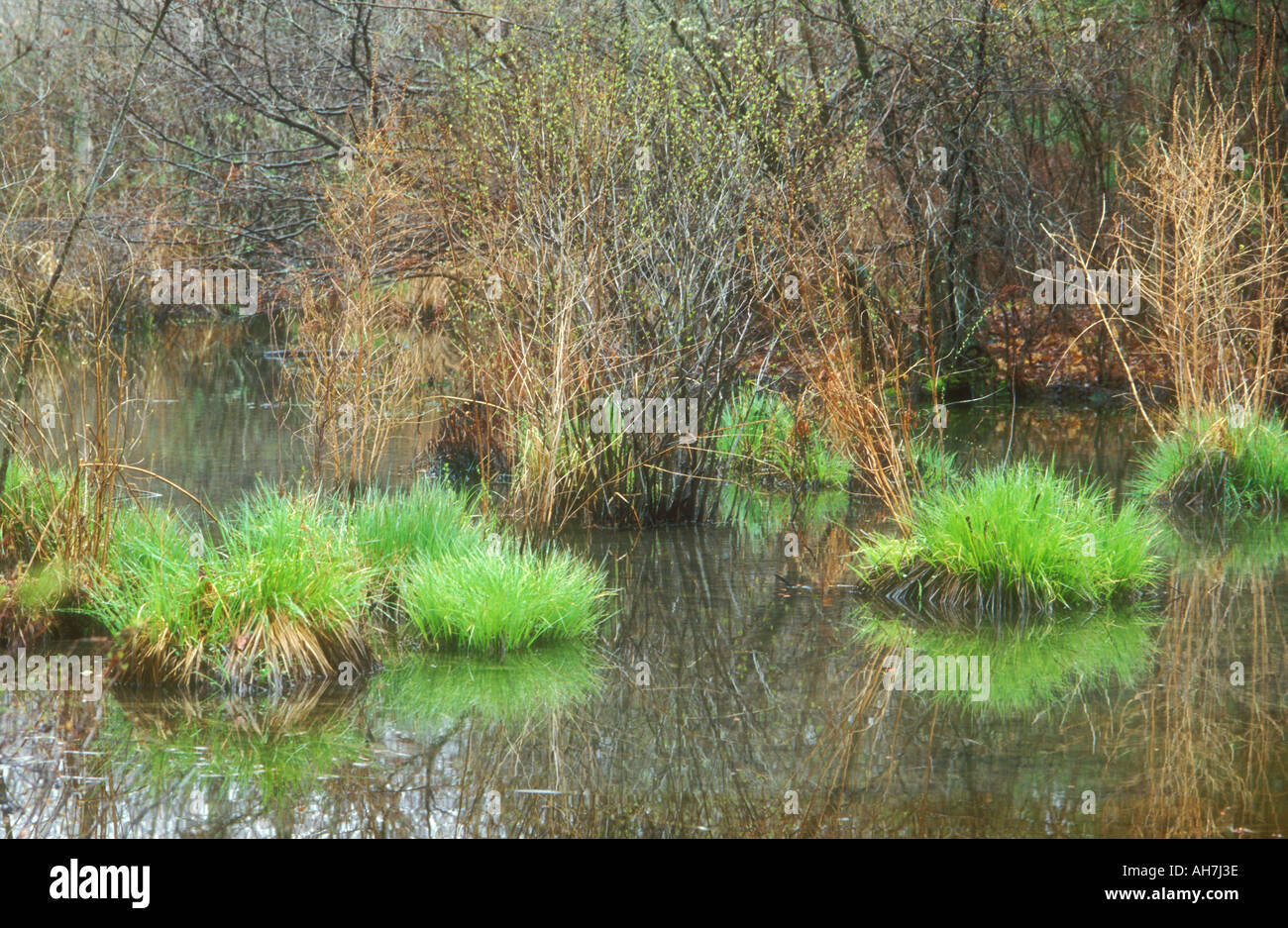 Woodland Swamp in New Hampshire Stock Photo - Alamy