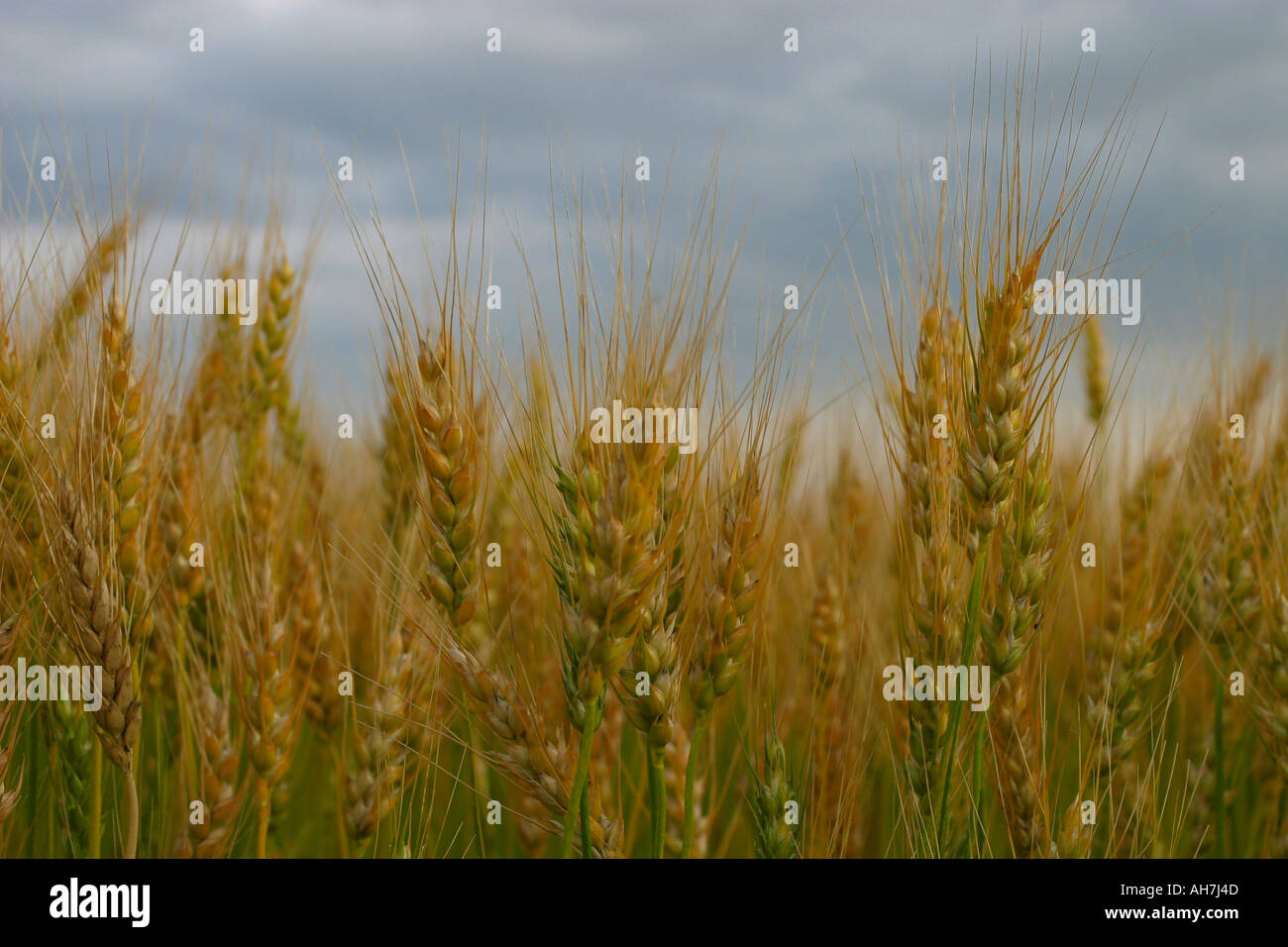 Wheat export america hi-res stock photography and images - Alamy