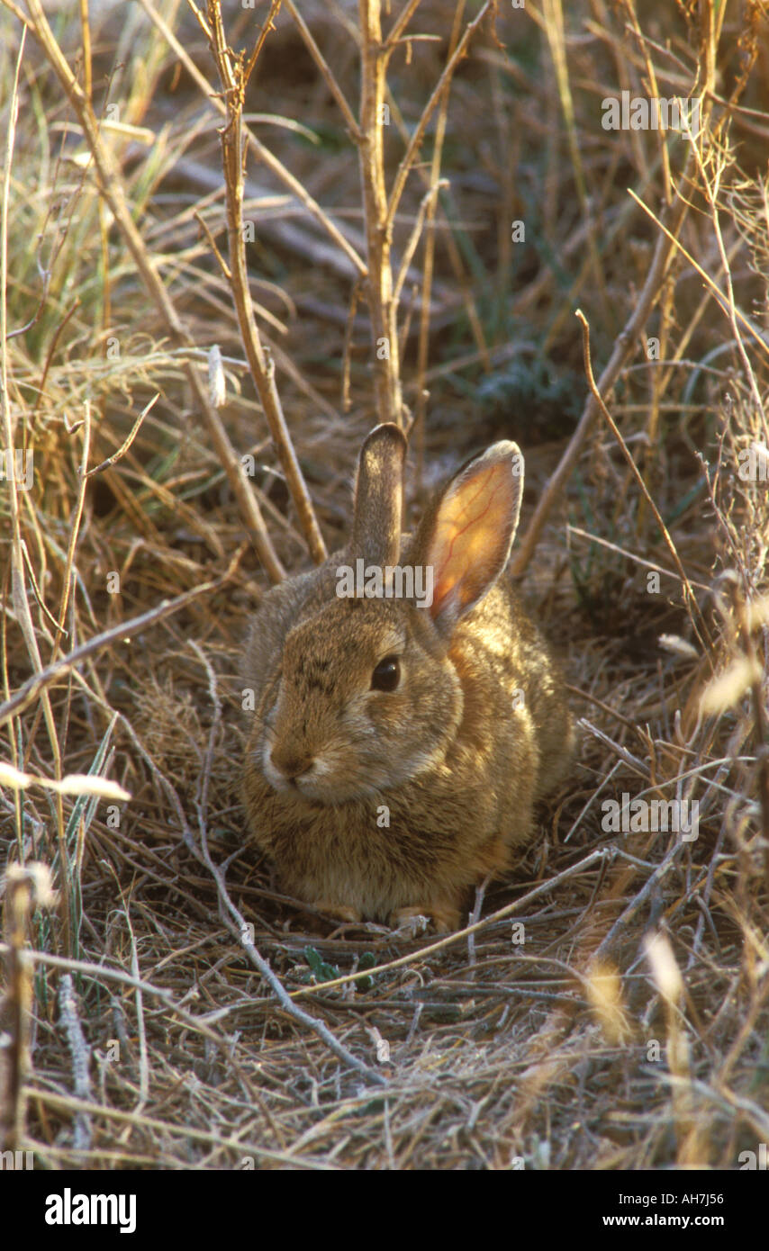 Eastern Cottontail hiding in long dry grass Stock Photo - Alamy