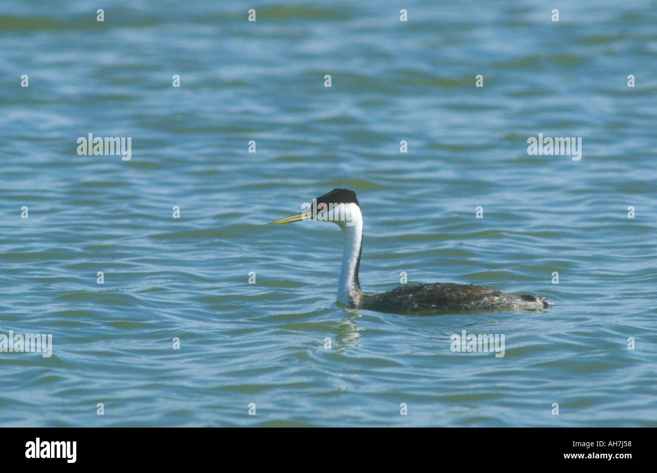 Grebe detail hi-res stock photography and images - Alamy