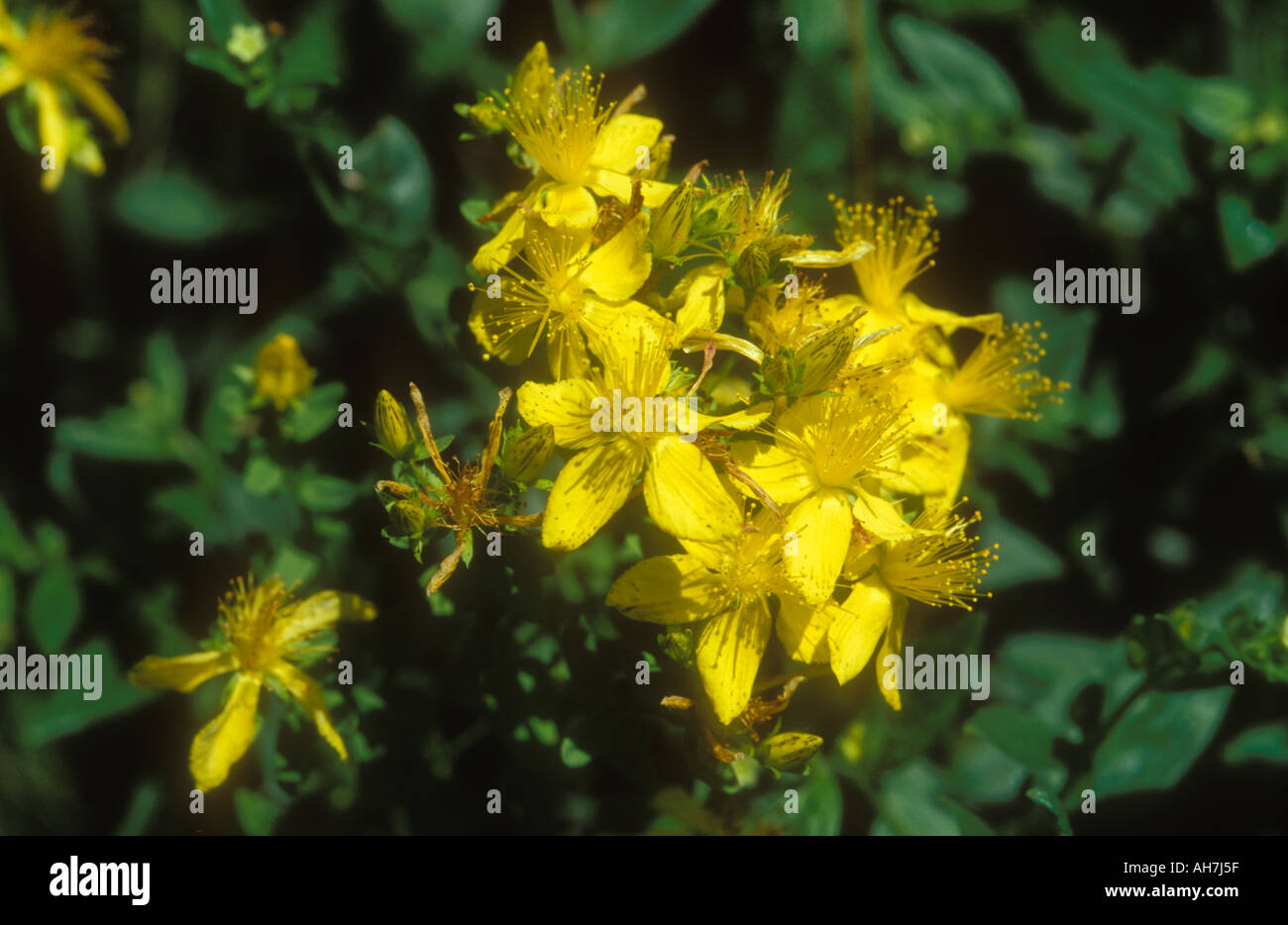 Hairy st john s wort hi-res stock photography and images - Alamy