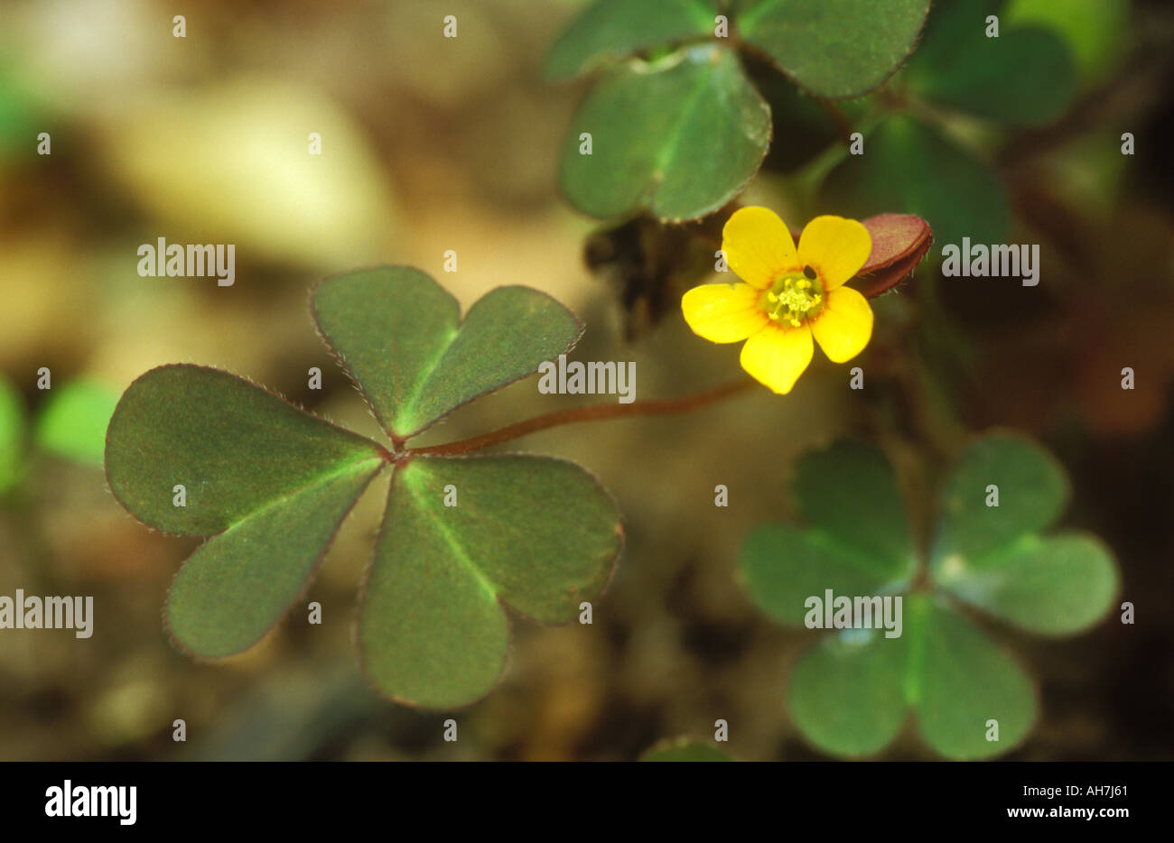Yellow oxalis hi-res stock photography and images - Alamy