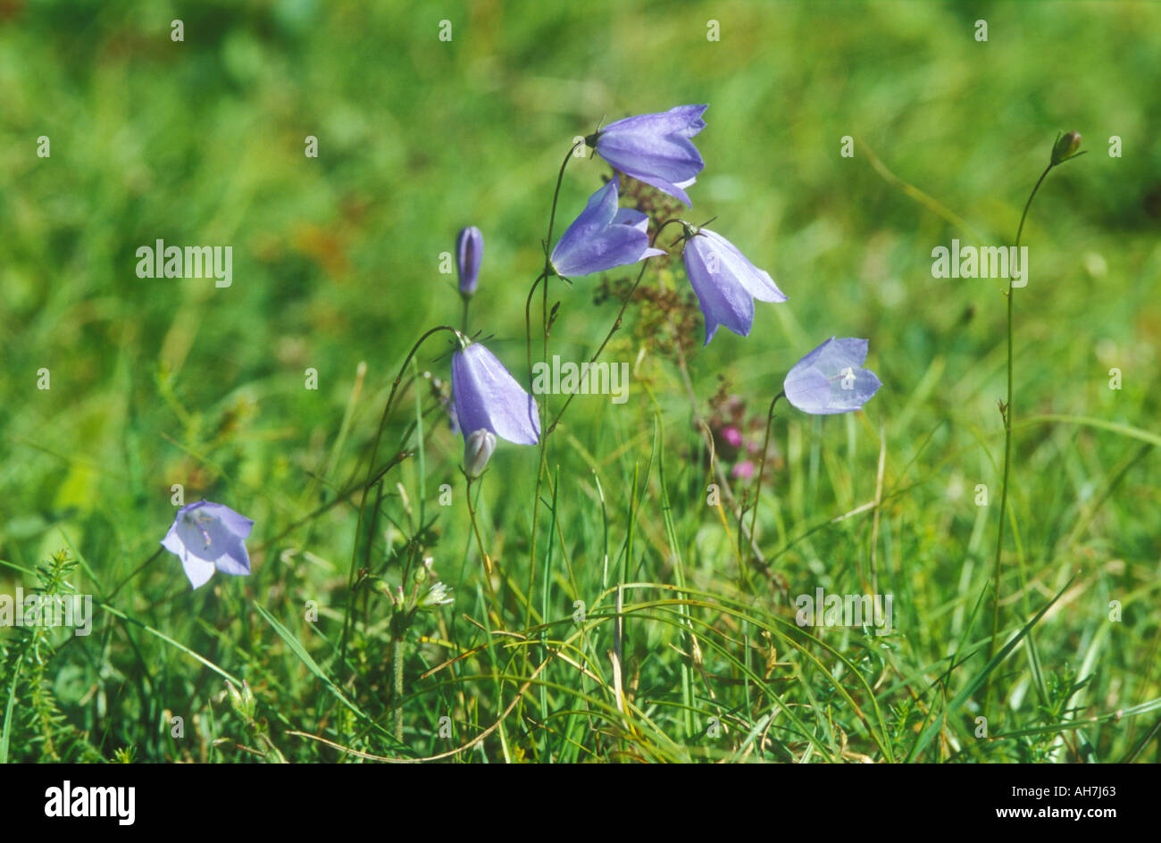 British harebells hi-res stock photography and images - Alamy
