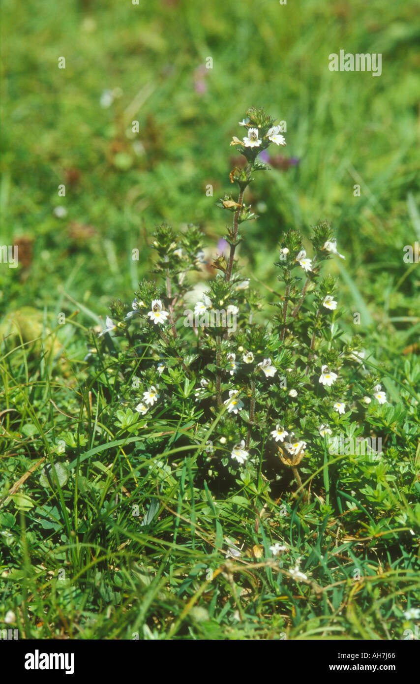 Common eyebright euphrasia officinalis hi-res stock photography and ...
